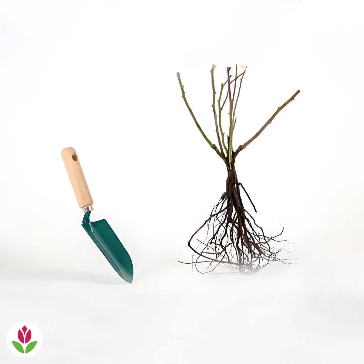 Rosier grimpant Musimara - Rosa musimara