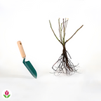 Rosier grimpant Musimara - Rosa musimara