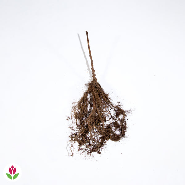 Groseiller Rovada - Ribes rubrum rovada