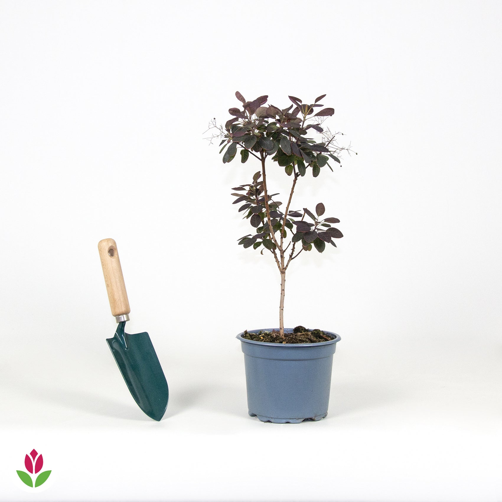 Arbre à perruque pourpre Royal Purple - Cotinus coggygria royal purple