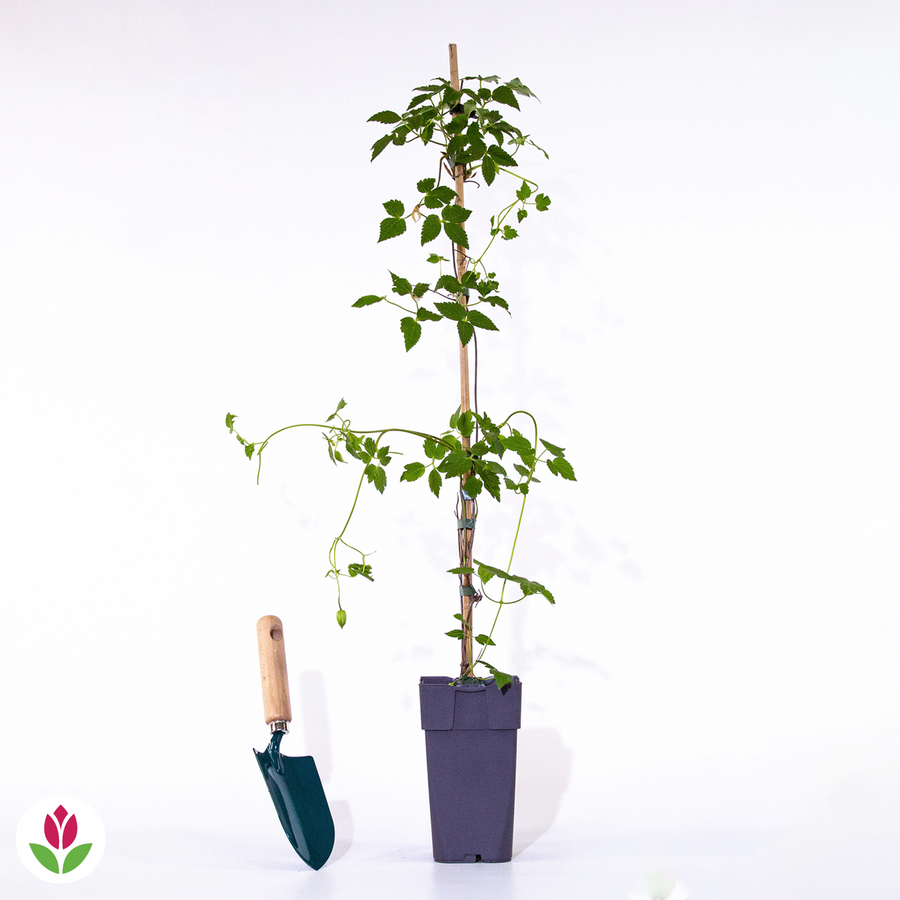 Clématite Amber - Clematis chiisanensis/koreana amber