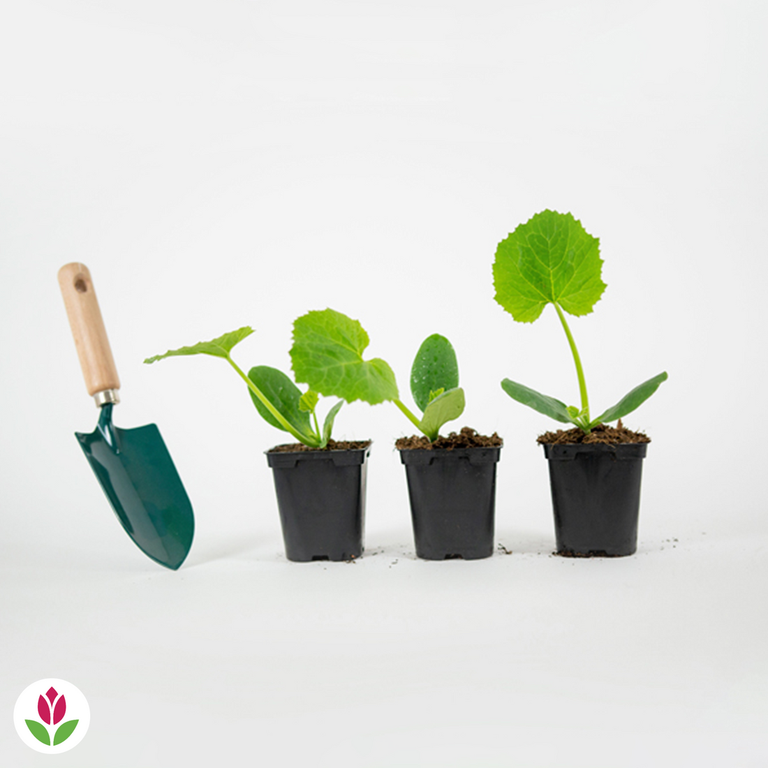 3 Plants de Pastèque mini-love