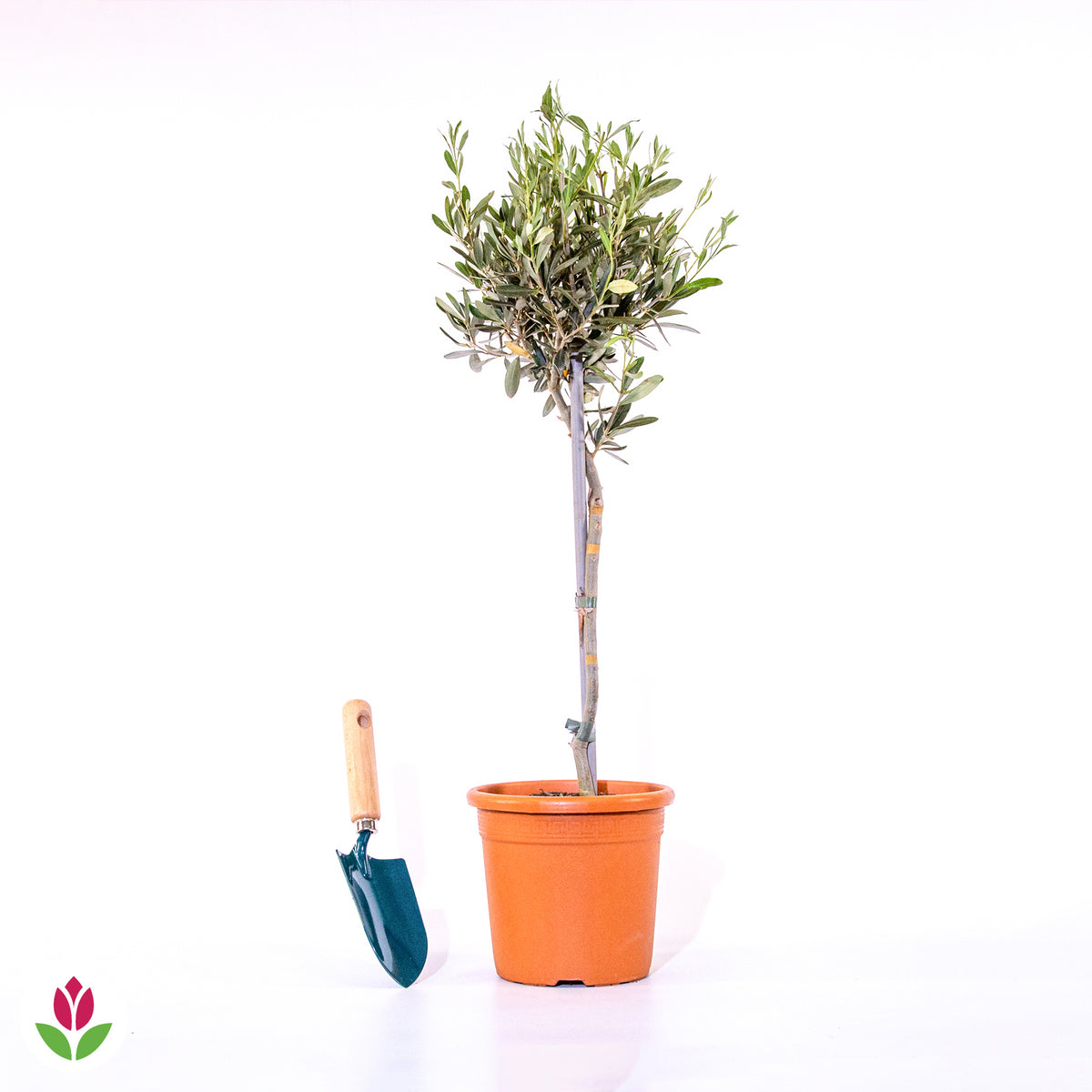 Olivier sur tige - Olea europaea