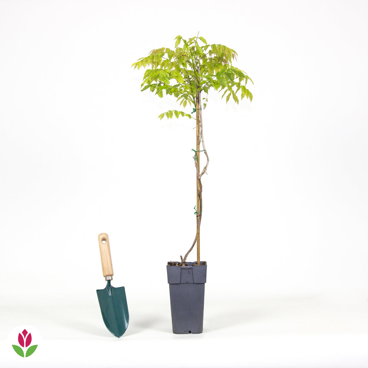 Glycine rose - Wisteria sinensis rosea