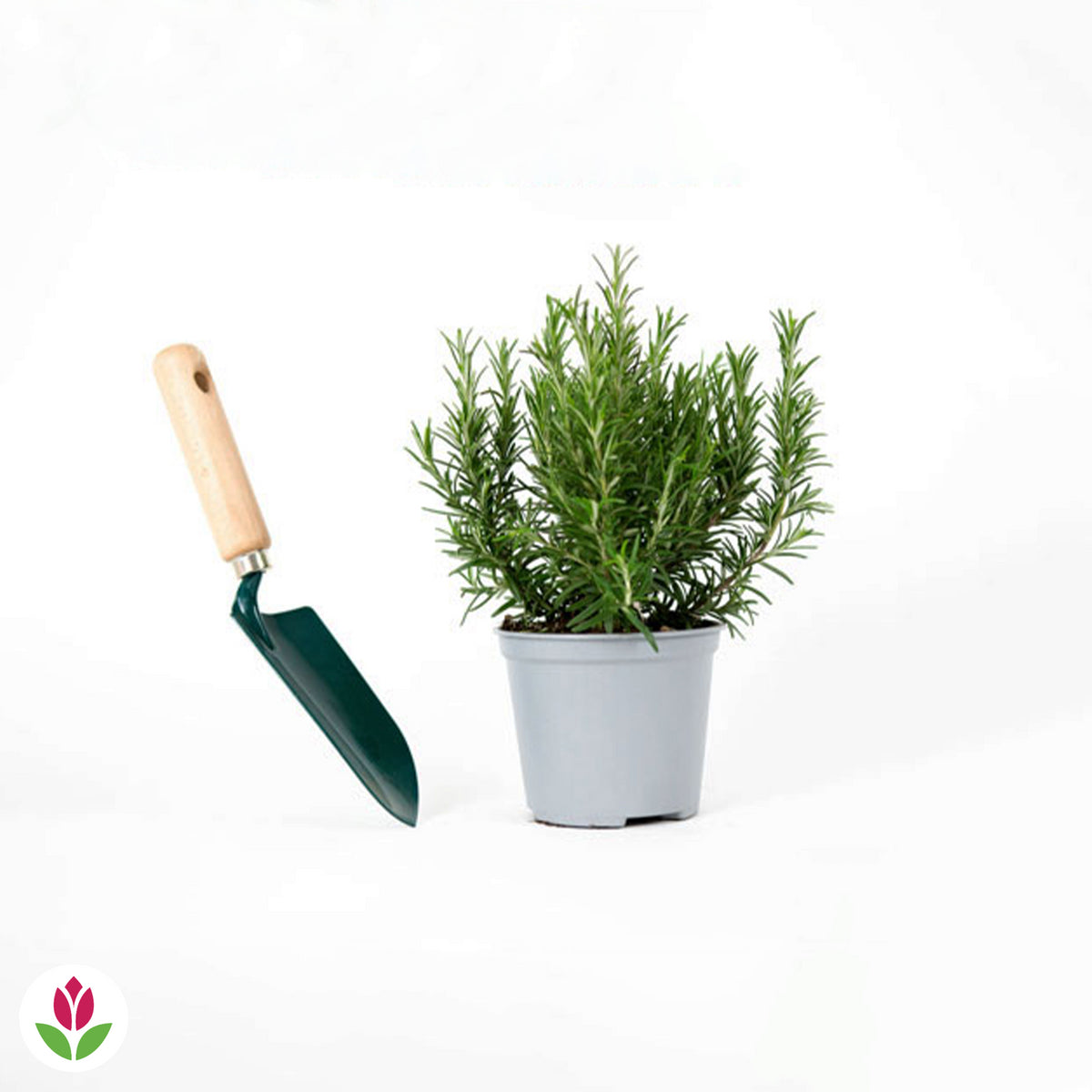 Plant de Romarin - Rosmarinus officinalis