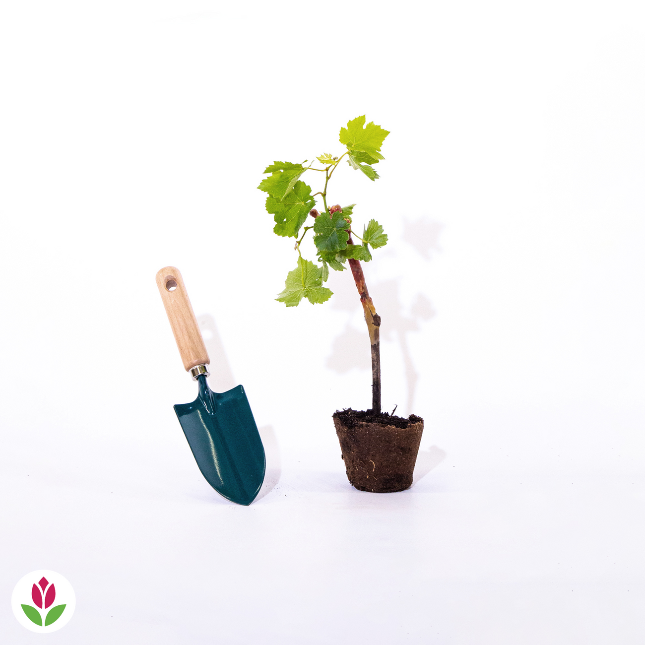 Vigne Chardonnay - Vitis vinifera chardonnay