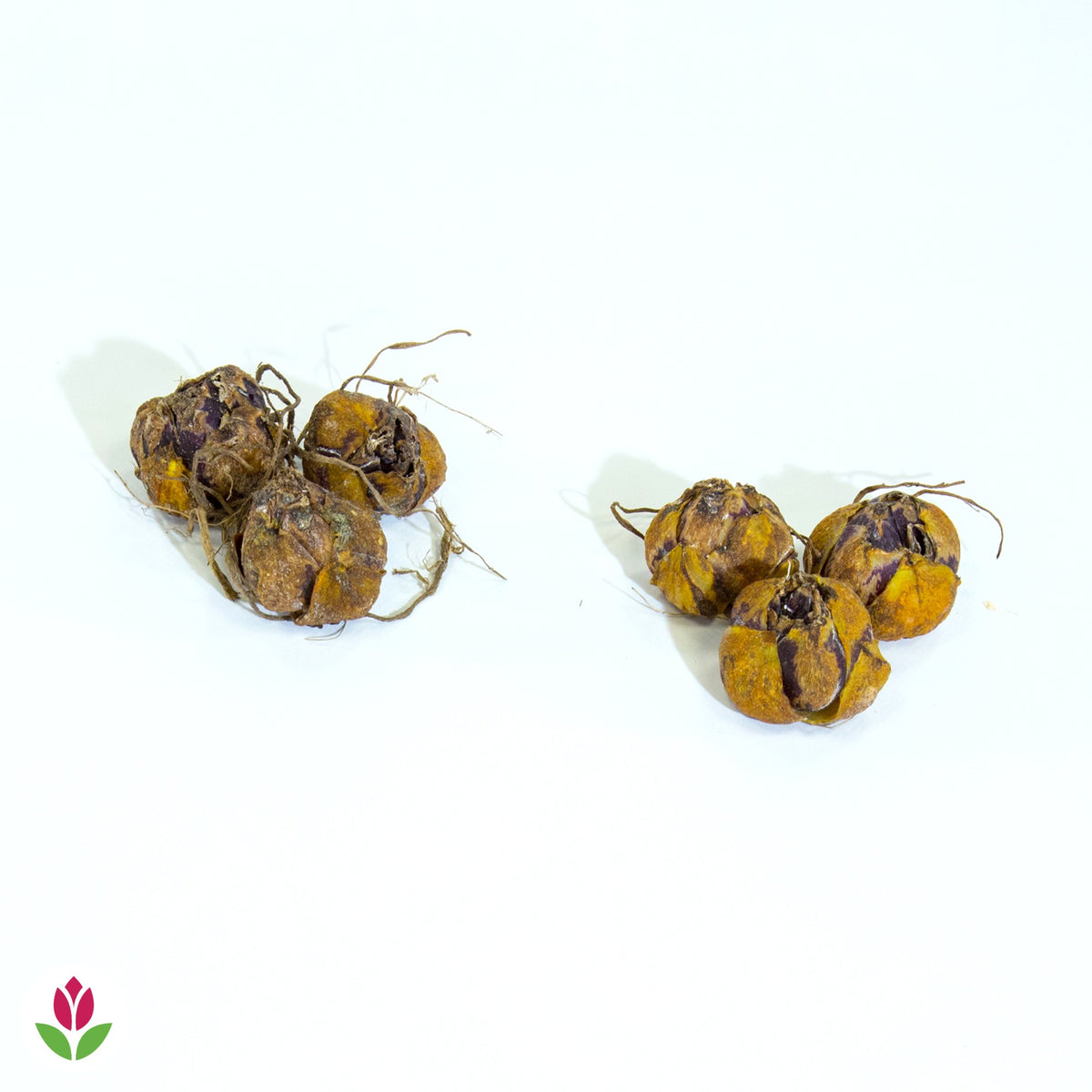 Bulbes Collection de 6 Lis (Beverly Dreams, Mister Pistache) - Lilium ...
