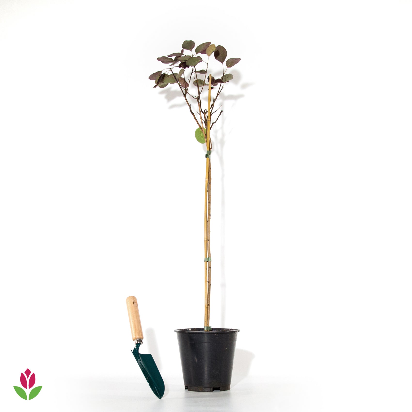 Arbre à perruque pourpre Royal Purple sur tige - Cotinus coggygria ...