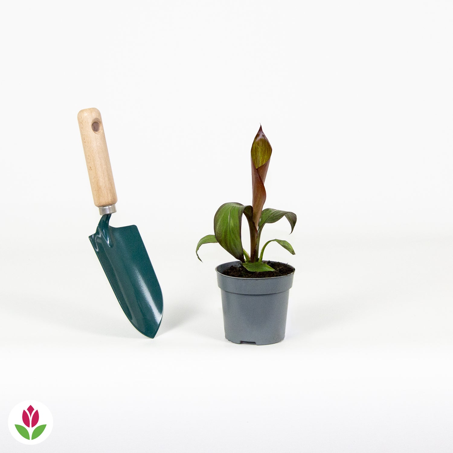 Bananier rouge d'Abyssinie - Ensete ventricosum Maurelii