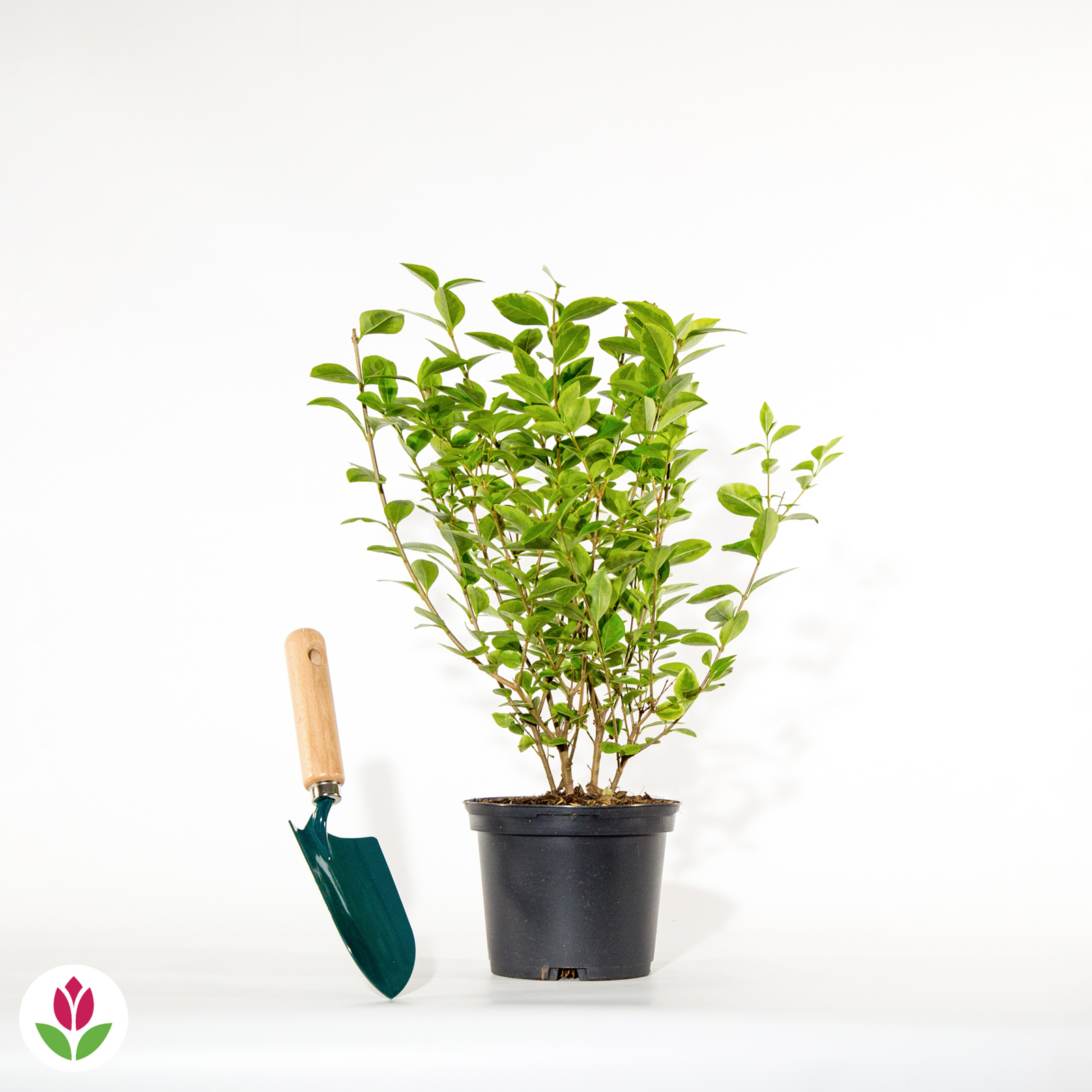 Troène de Californie doré - Ligustrum ovalifolium aureum