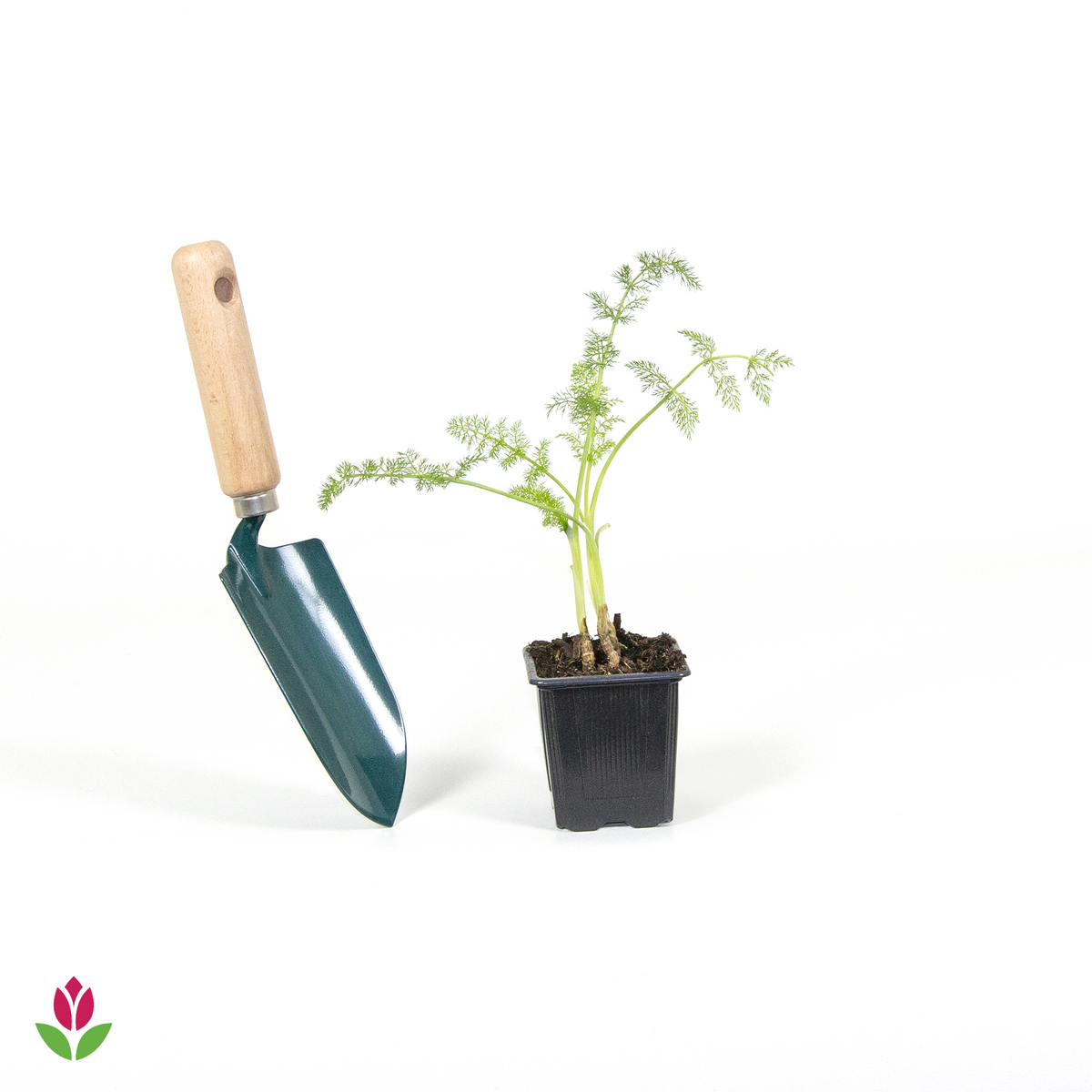 Fenouil commun - Foeniculum vulgare