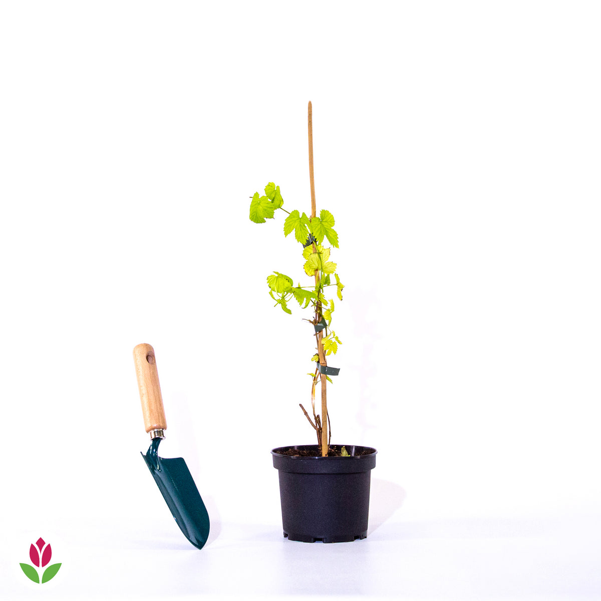 Houblon doré - Humulus lupulus aureus