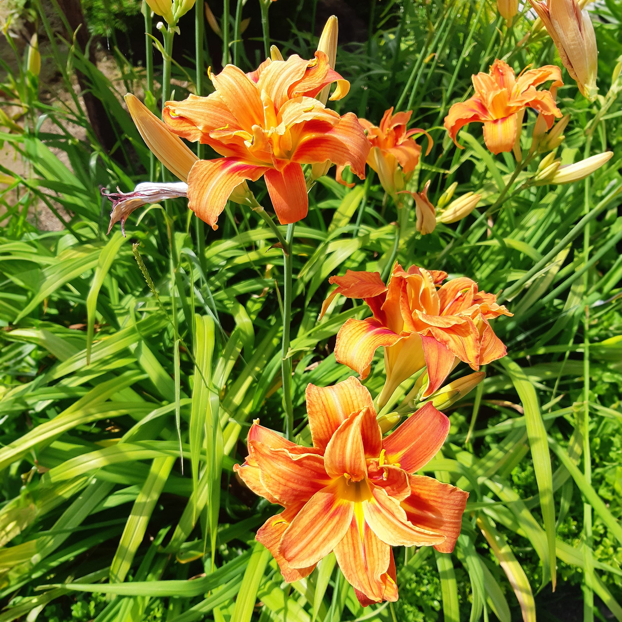 Hémérocalle fauve Flore Pleno - Hemerocallis fulva flore pleno