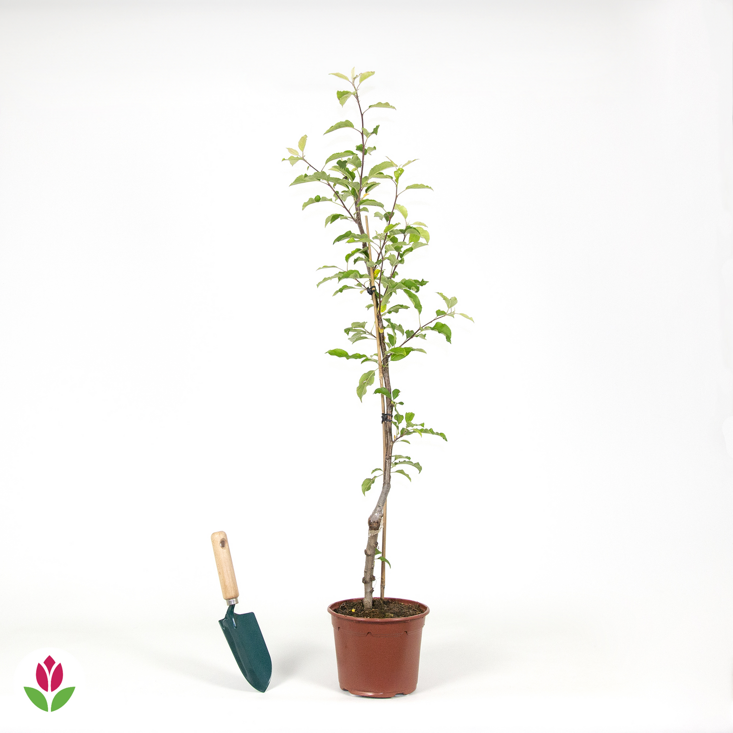 Pommier Starking Delicious - Malus domestica 'starking delicious'