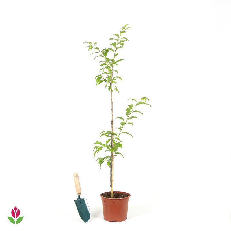 Prunier Stanley - Prunus domestica 'stanley'