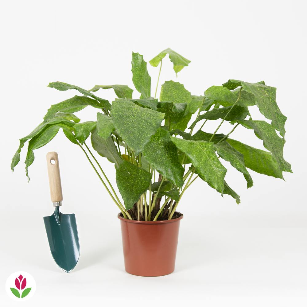Calathéa musaica Network - Calathea musaica network