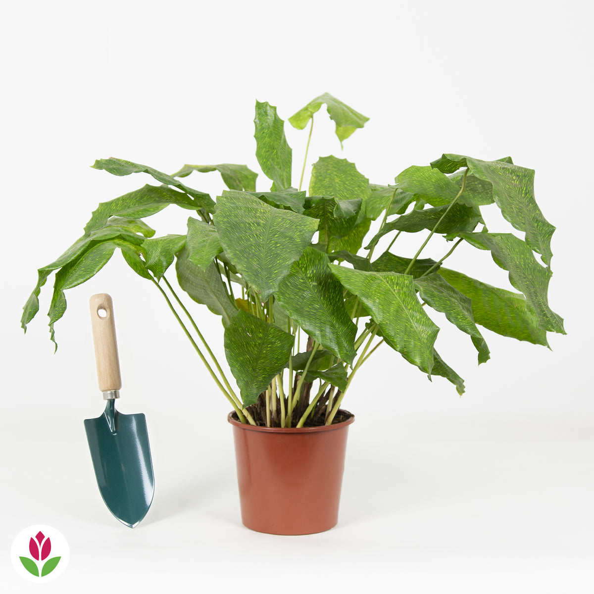 Calathéa musaica Network - Calathea musaica network