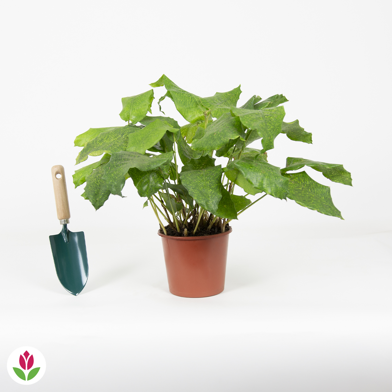 Calathéa musaica Network - Calathea musaica network