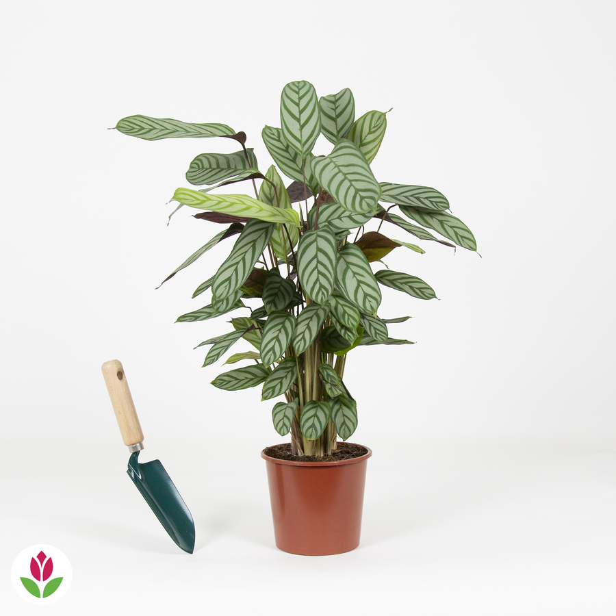 Calathéa Compact Star - Calathea compact star