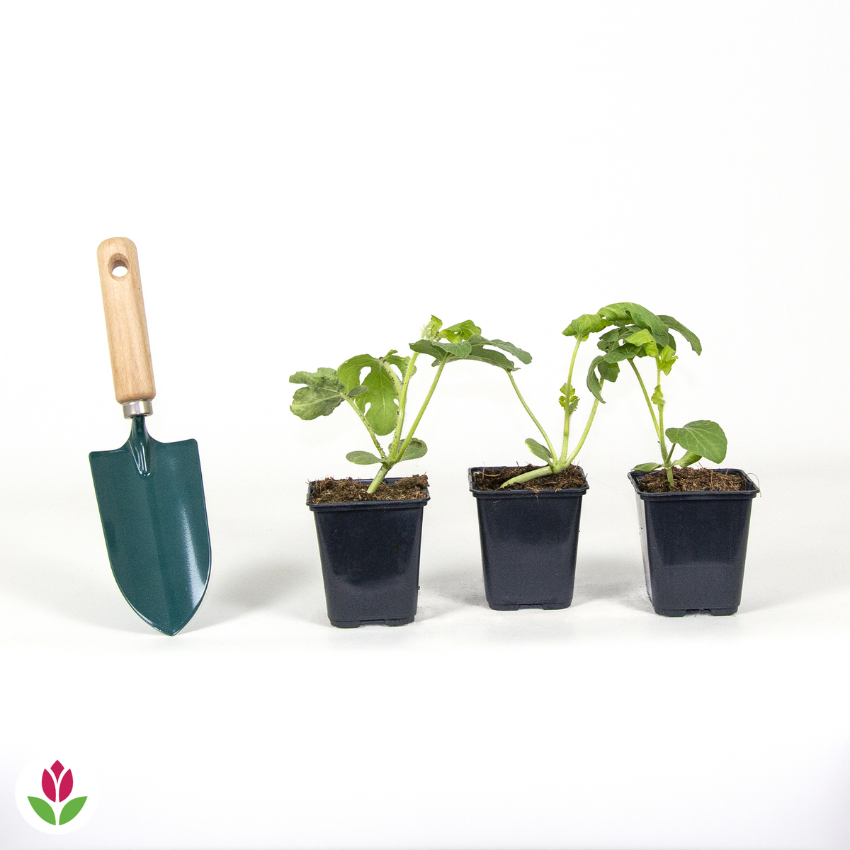 3 Plants de Pastèque mini-love - Citrullus lanatus 'Mini Love'