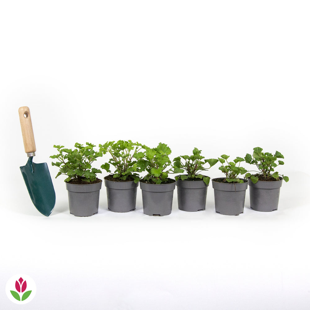 6 Pelargoniums odorants Mosquitaway Lizzy et Eva en mélange ...