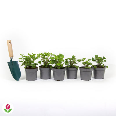 6 Pelargoniums odorants Mosquitaway Lizzy et Eva en mélange ...