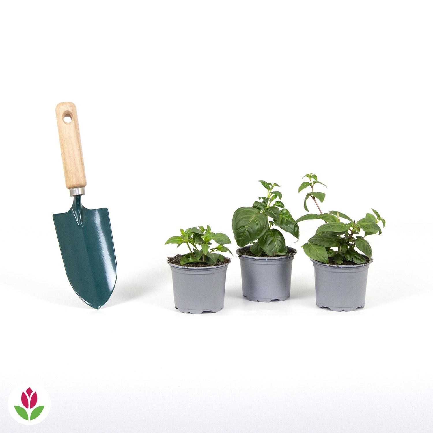 Fuchsias Bella Rosella, Blue Angel, New Millenium en mélange - Fuchsia ...