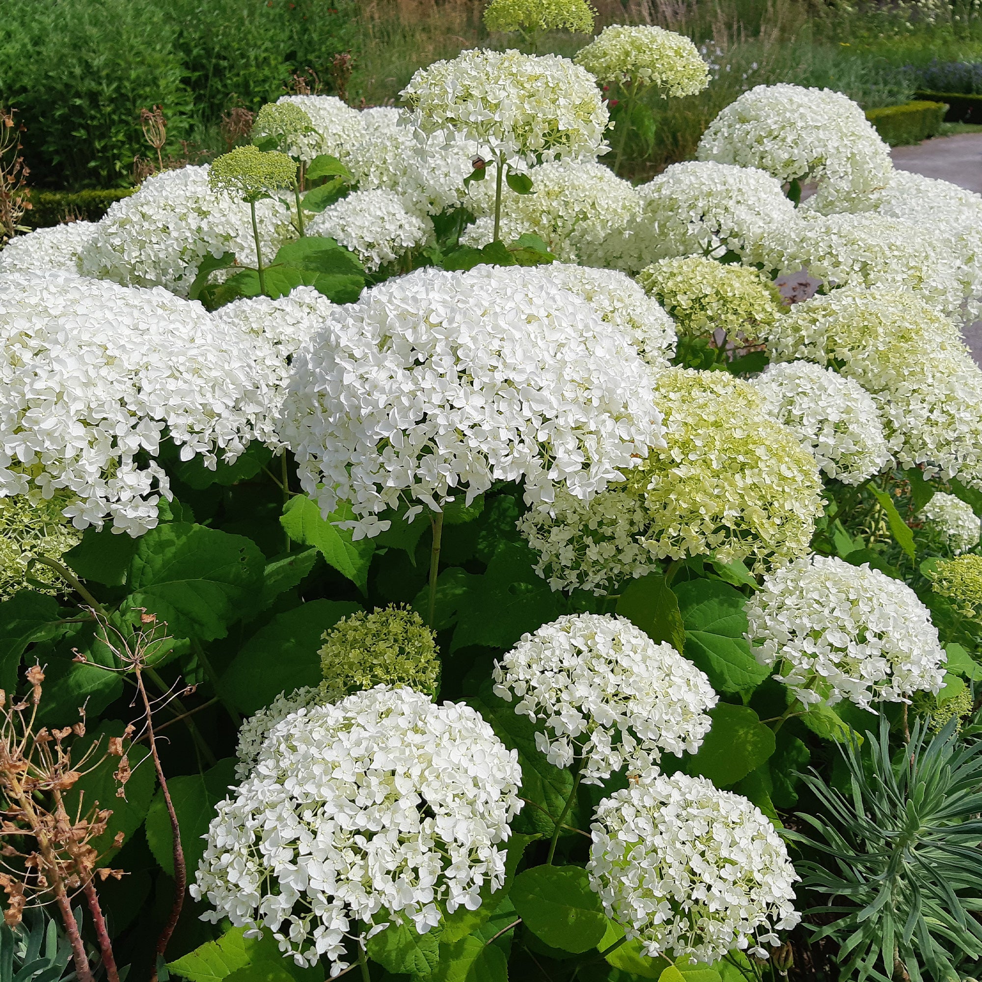 Hortensia Strong Annabelle - Hydrangea arborescens 'strong annabelle'