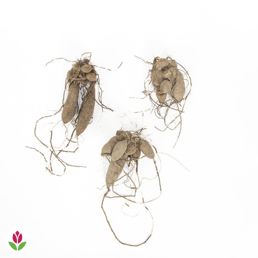 Bulbes Dahlia à grandes fleurs Vancouver - Dahlia 'vancouver'