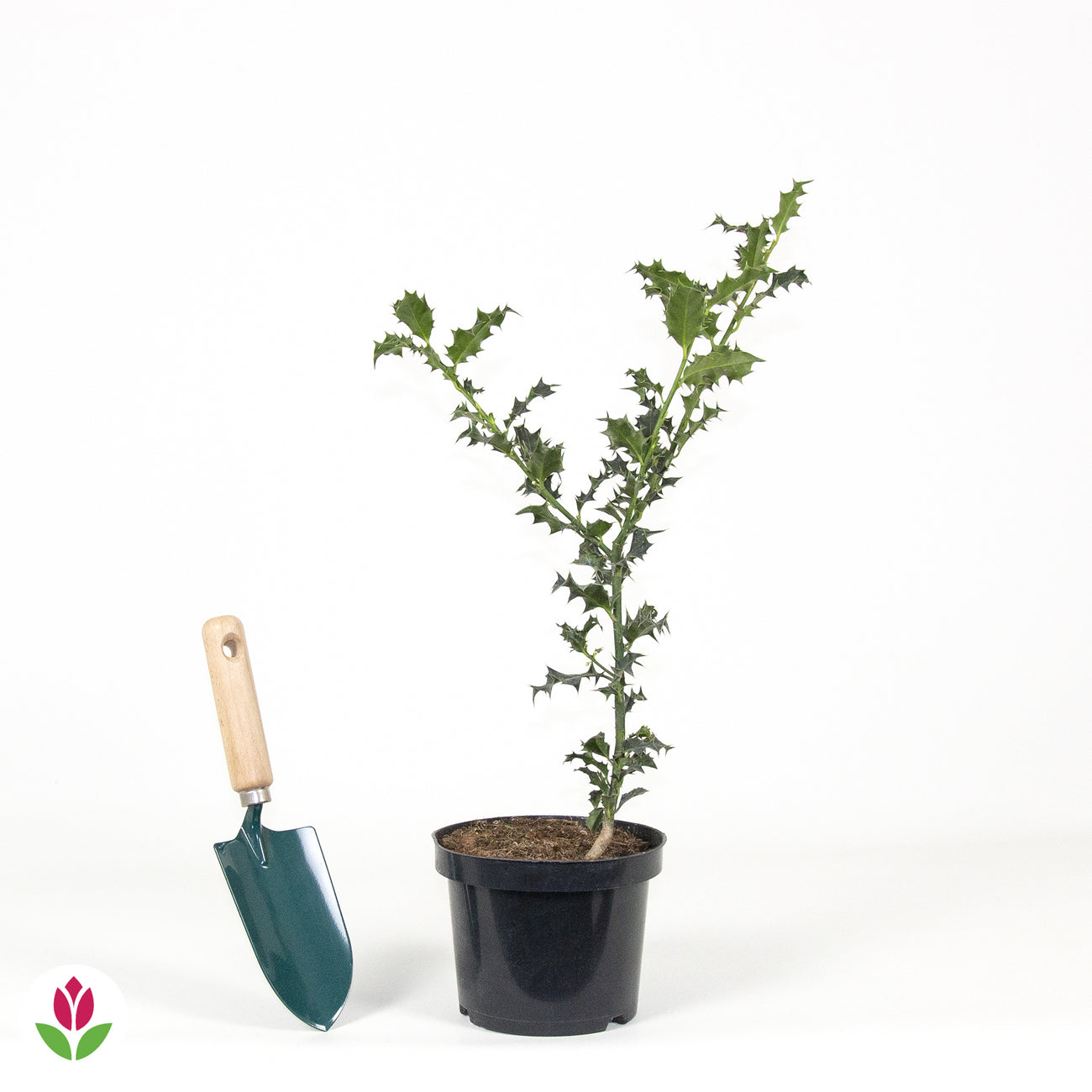 Houx commun - Ilex aquifolium