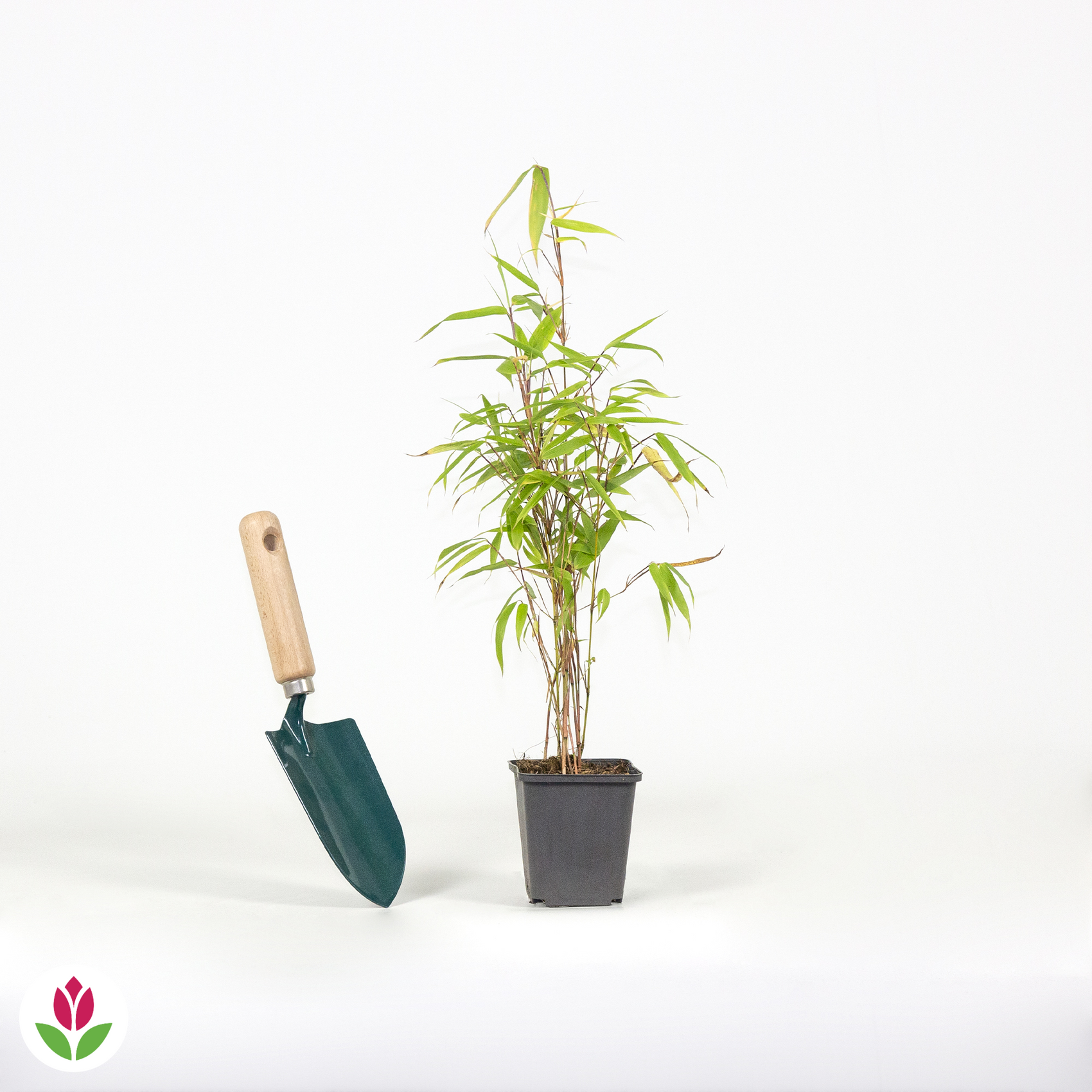 Bambou Non Tracant Jardilandnull