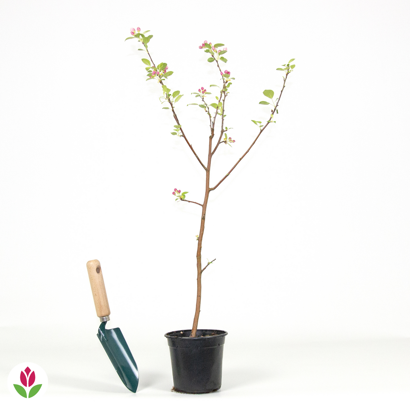 Pommier d'ornement Evereste Perpetu - Malus Evereste Perpetu