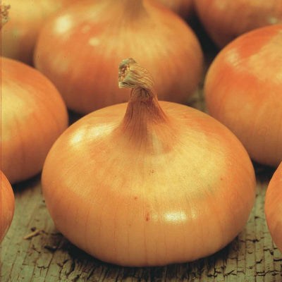 Graines Oignon rouge Red Baron Bio - Allium cepa red baron