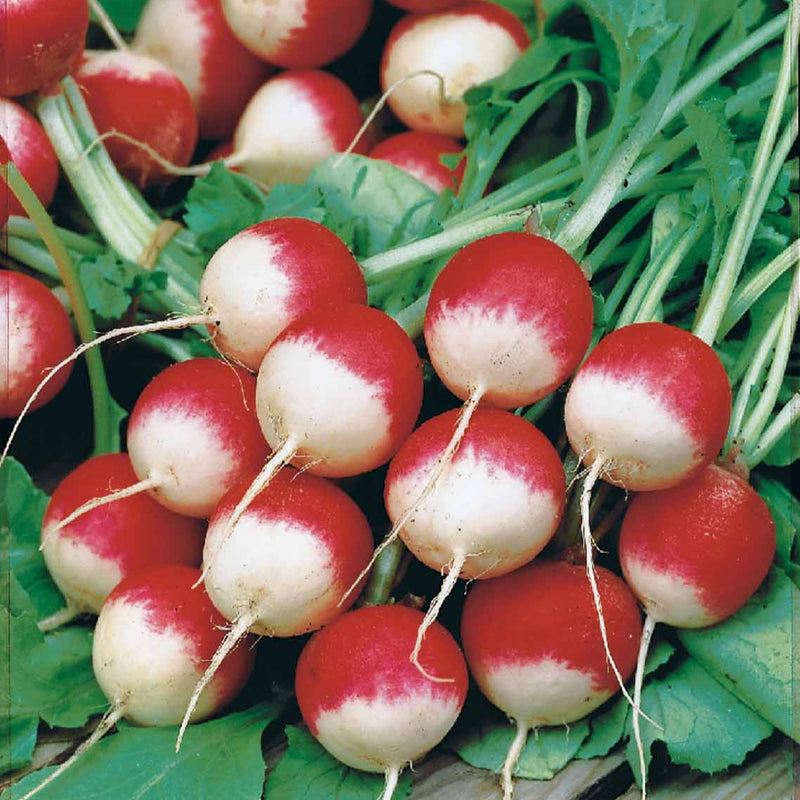 Graines Radis Noir gros rond d'hiver - Raphanus sativus noir gros rond ...