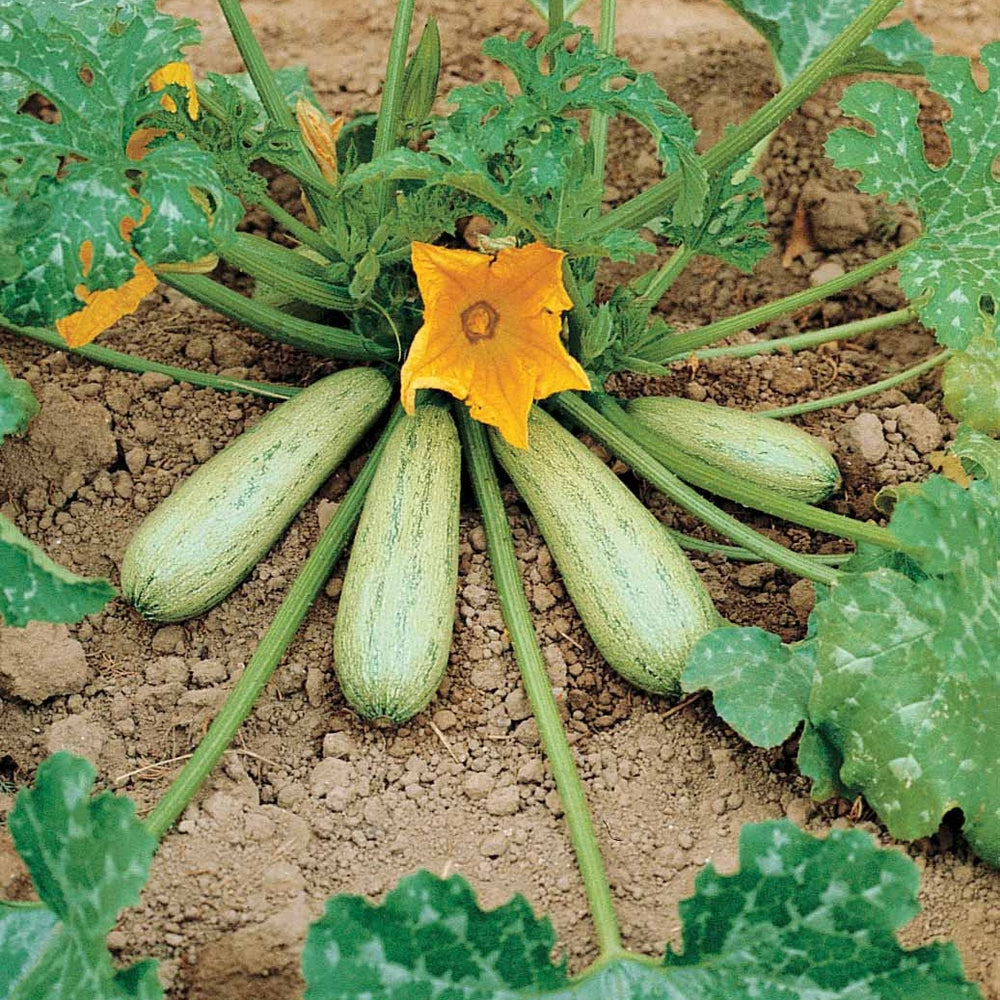 Graines Calebasse - Gourde - Cucurbita siceraria gourde bouteille