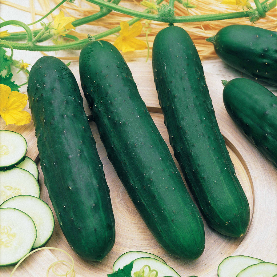 Graines Concombre Marketer - Cucumis sativus marketer