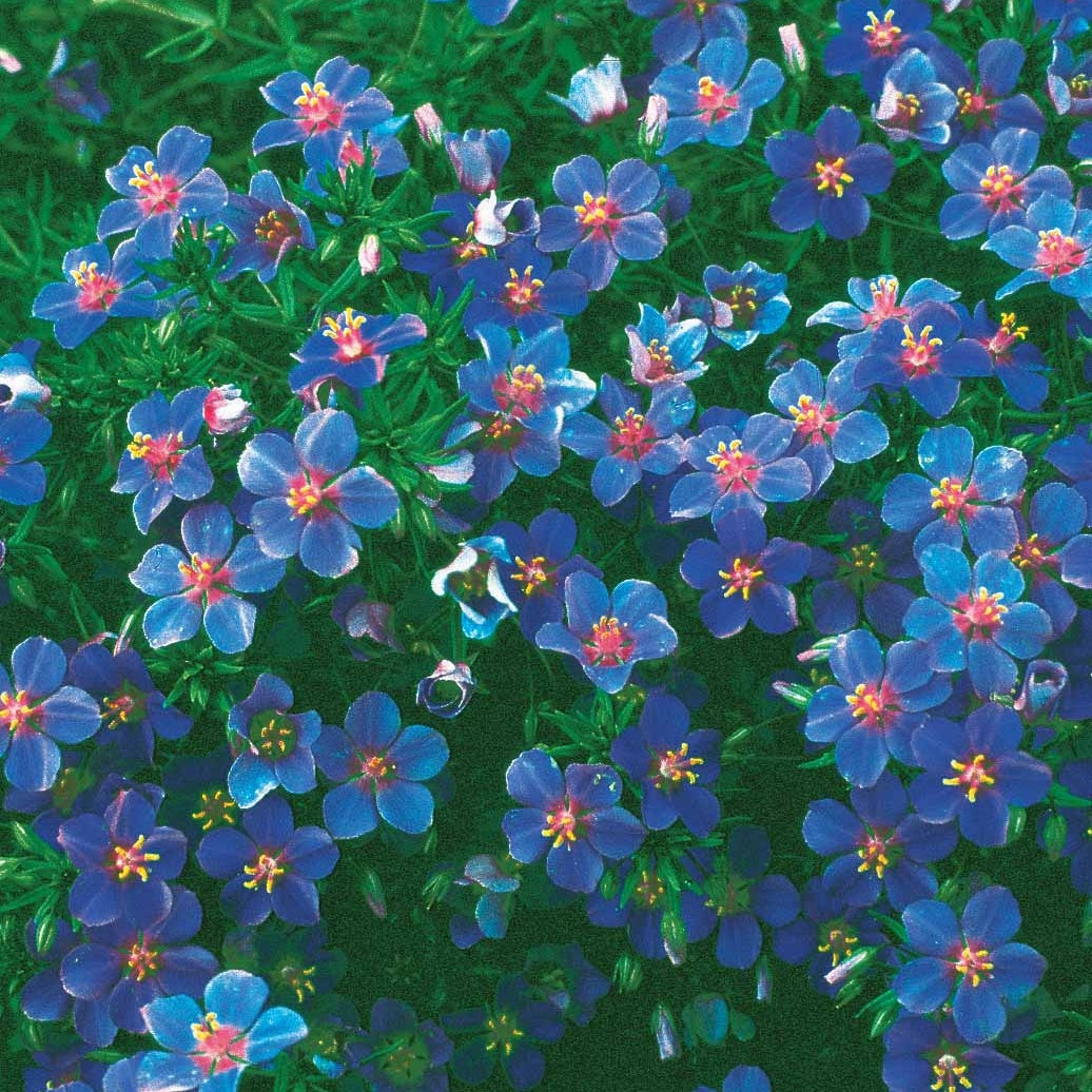 Graines Gentiane bleue - Anagallis linifolia