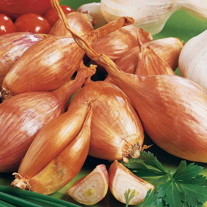 Bulbes Oignon Red Baron - Allium cepa red baron