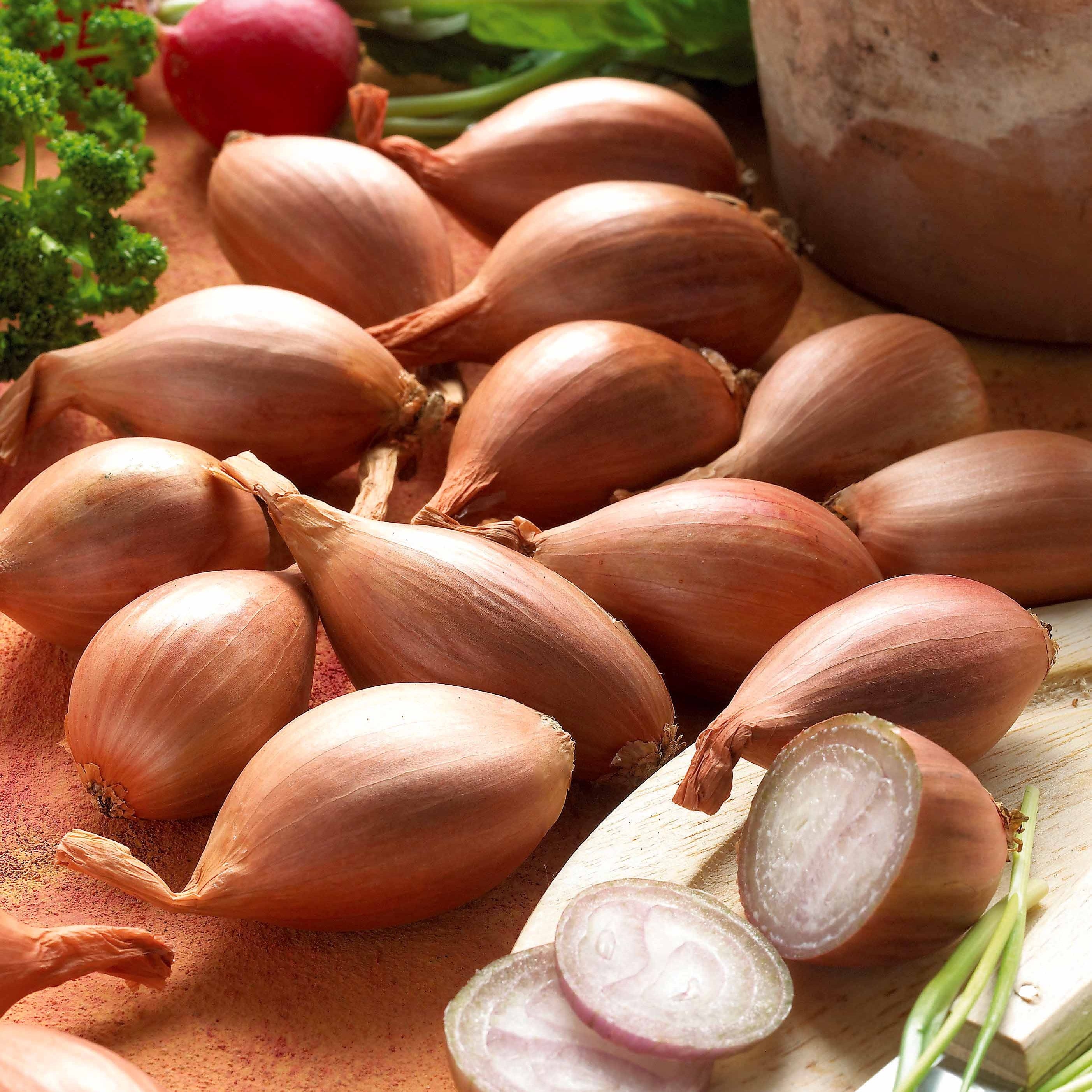 Bulbes Echalote Griselle - Allium ascalonicum griselle