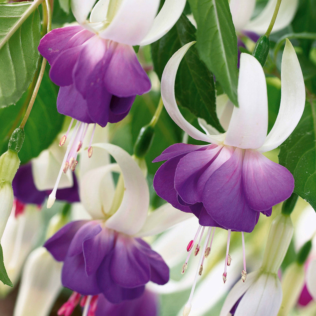 Fuchsias | Achat, Vente en ligne - Willemse
