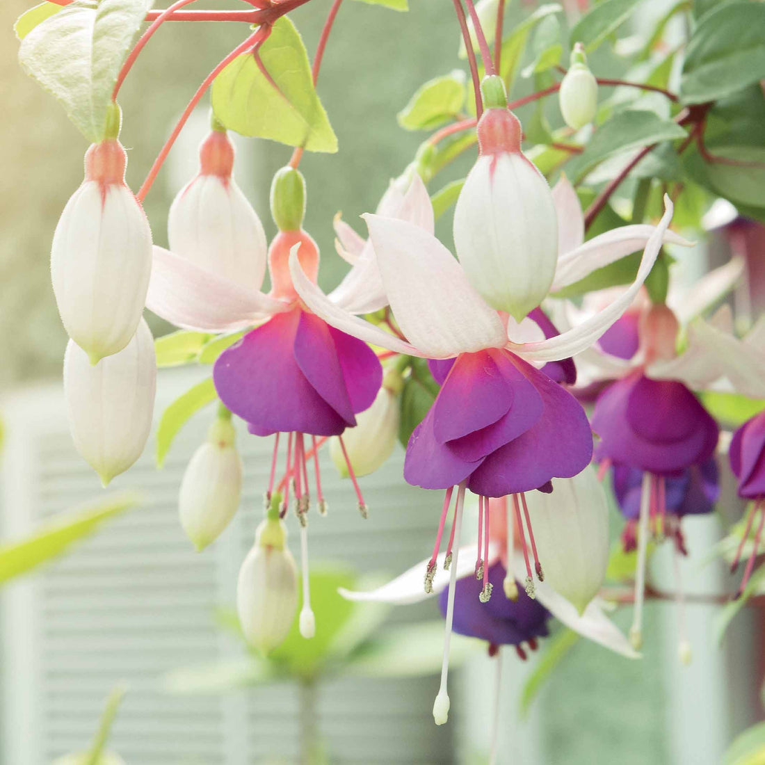 Fuchsias | Achat, Vente en ligne - Willemse