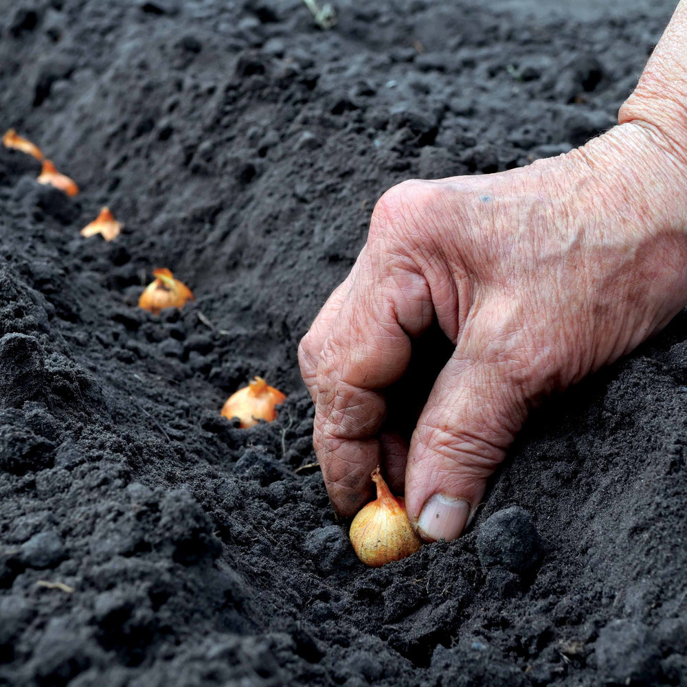 Bulbes Oignon De Stuttgart - Allium cepa stuttgarter riesen