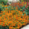 5 Mimulus Orange Glow - Mimulus orange glow