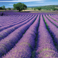Lavande de Grasse - Lavandula angustifolia Grosso