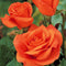 Rosier buisson Doris Tysterman - Rosa doris tysterman