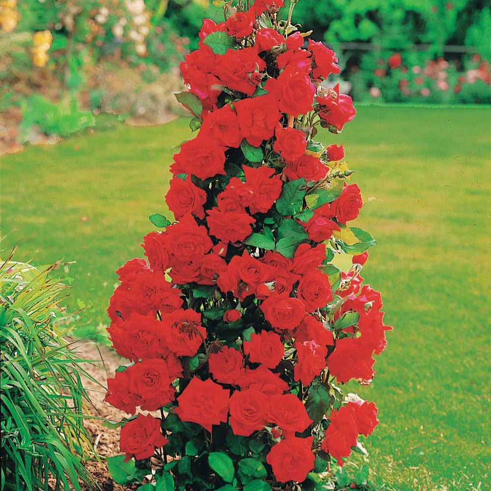 Rosier arbuste Shalom ® - Rosa shalom