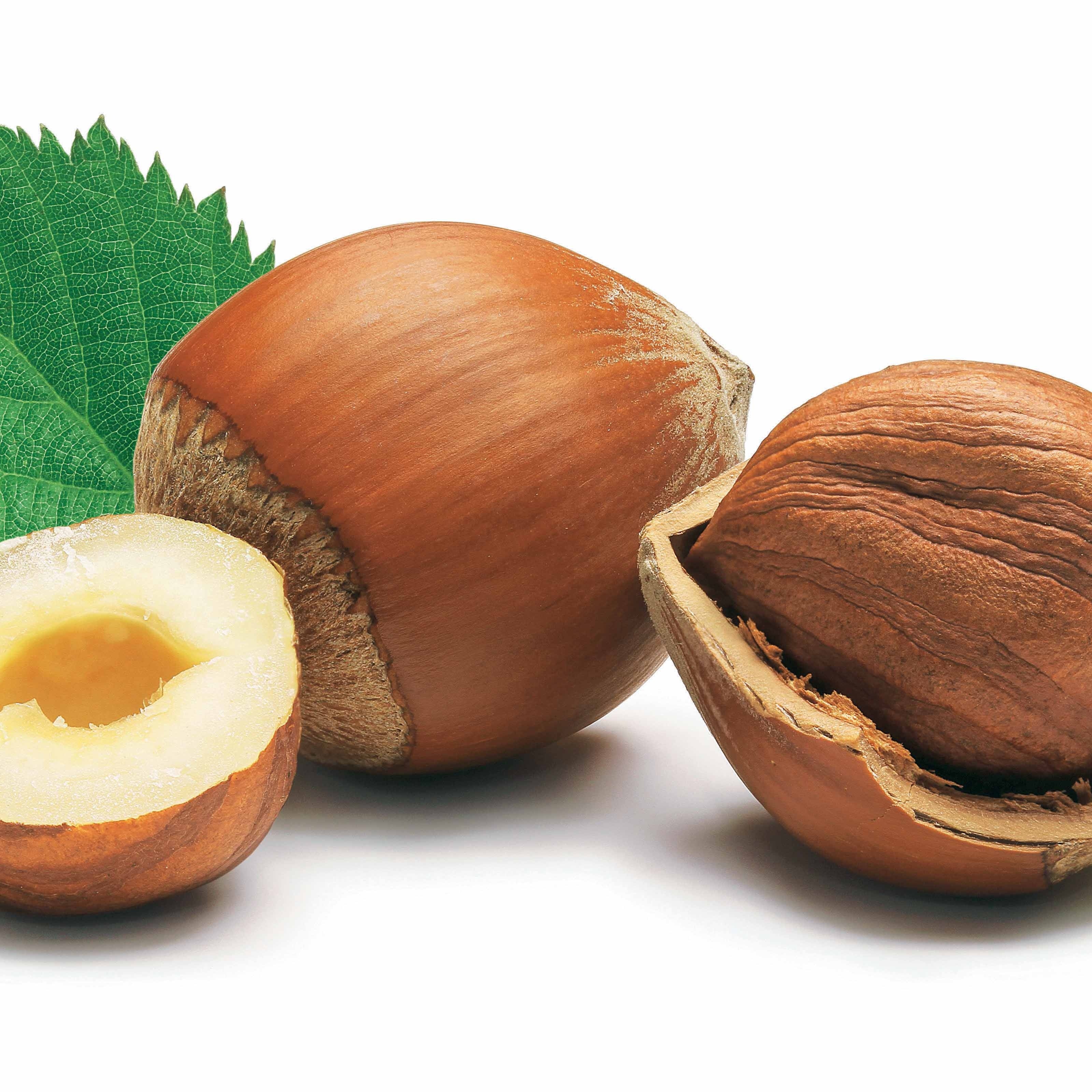 Les meilleures variétés de noisetiers pour votre jardin