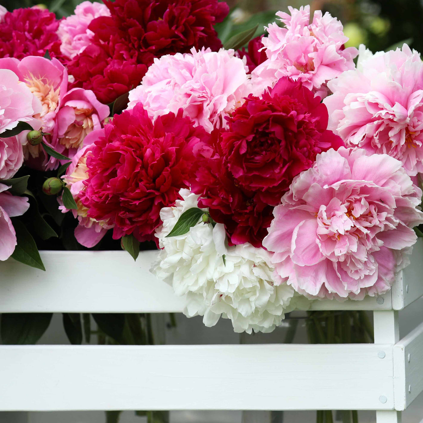 3 Pivoines parfumées rouge, rose, blanche en mélange - Paeonia lactiflora