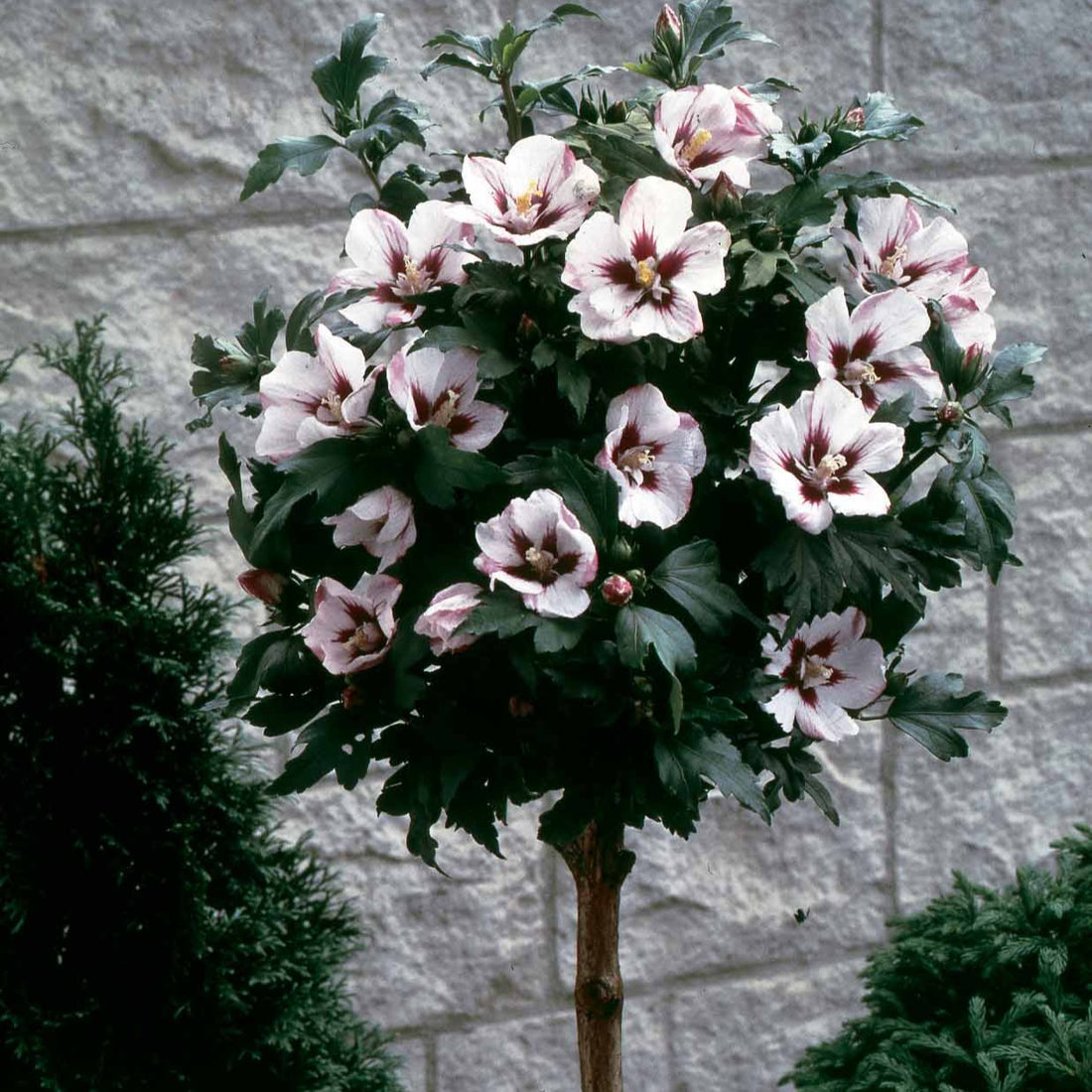 Hibiscus | Achat, Vente en ligne - Willemse