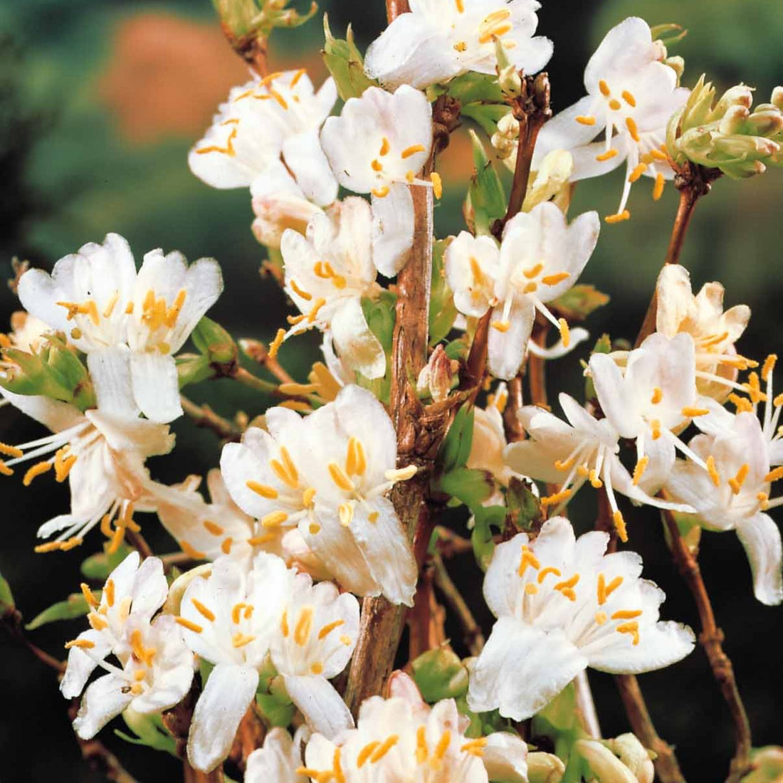 Chèvrefeuille d'hiver - Lonicera fragrantissima